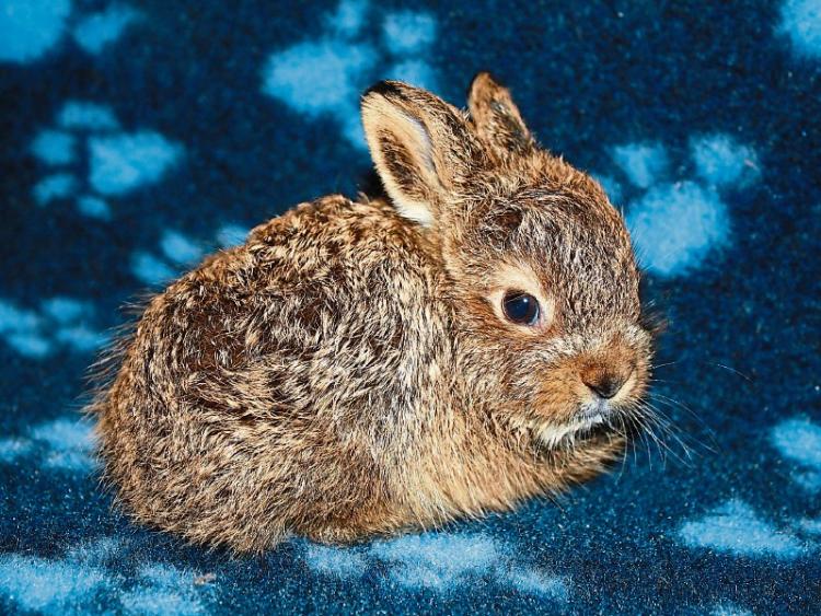 Kildare Animal Foundation launches urgent fundraiser for wildlife ...