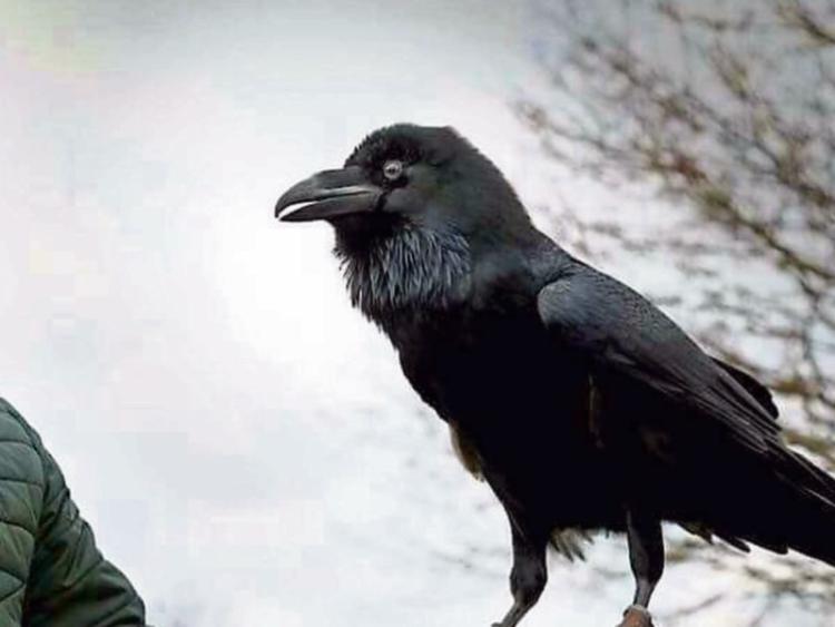 Celebrate Kildare Biodiversity Week with bird of prey exhibition ...