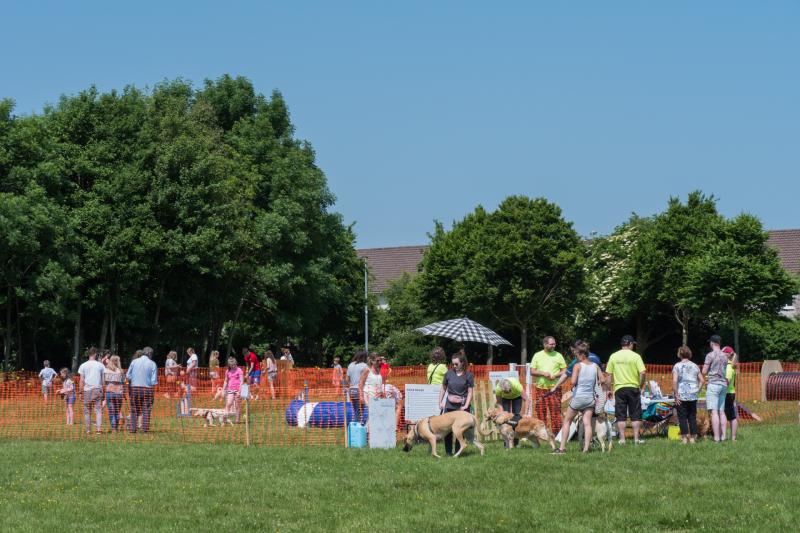 No new dog park for Naas area's 10,000 canines - Kildare Live