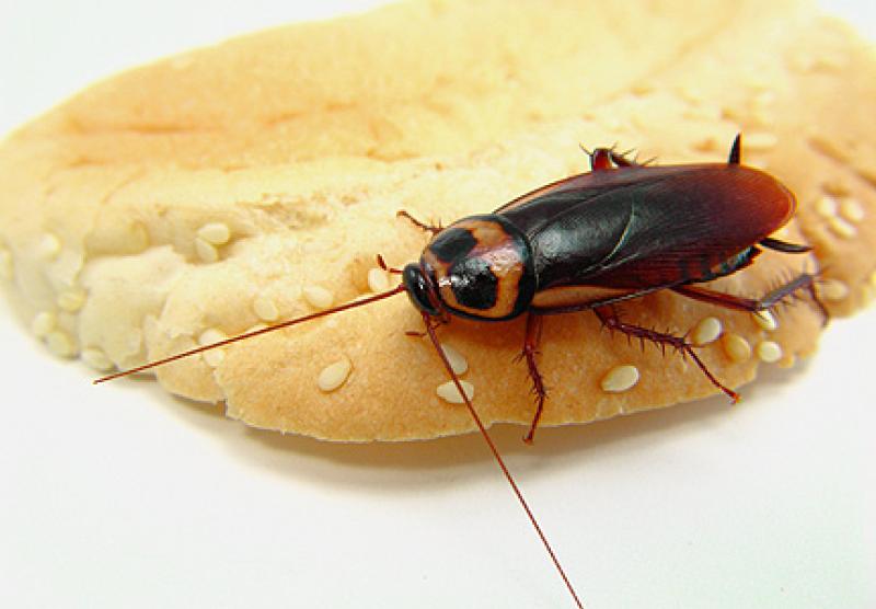 Rats, cockroaches and filth resulted in takeaway closures before ...