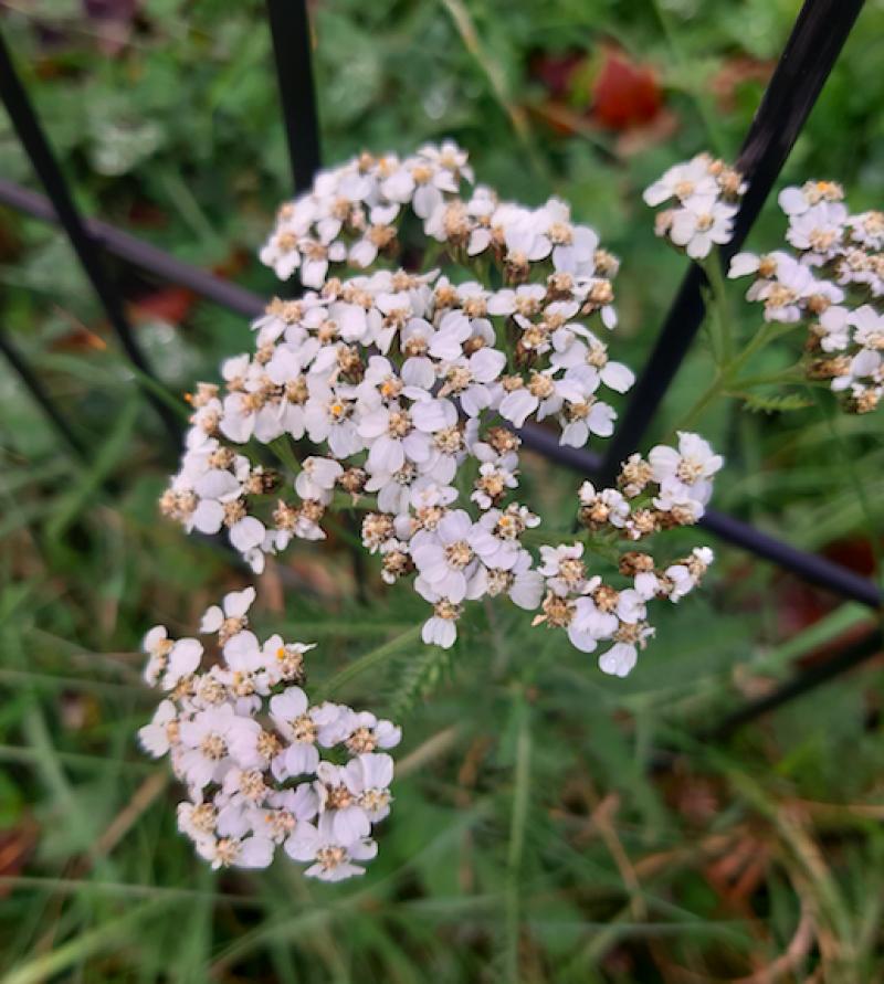 KILDARE WILDLIFE COLUMN: Ward off evil spirits with Yarrow - Kildare Live