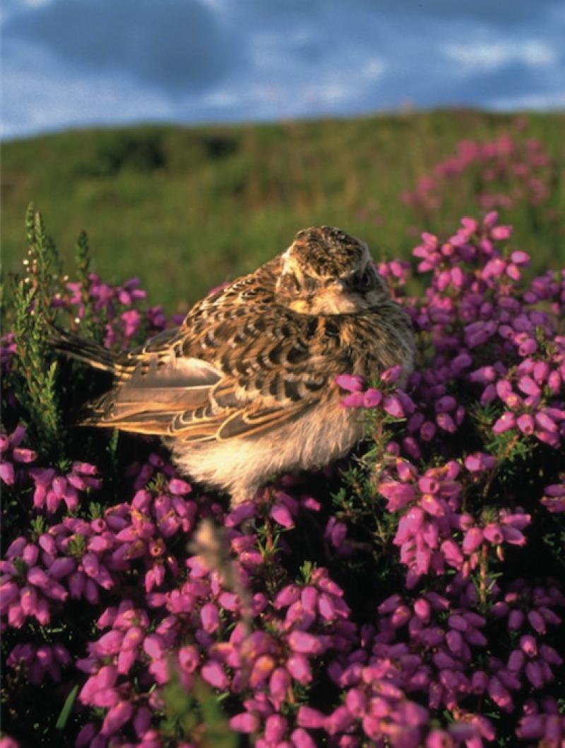 KILDARE WILDLIFE COLUMN: Skylarks build their nests on the ground ...