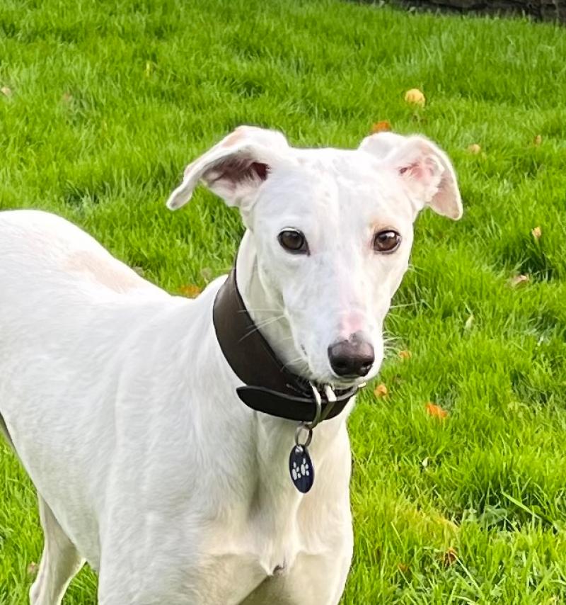 KILDARE ANIMALS IN NEED: Touching video tells story of Callie - Kildare ...