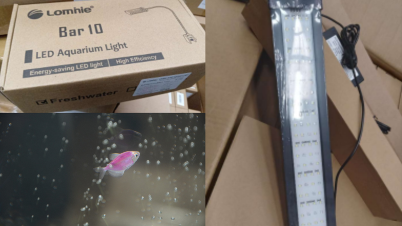 Risk of electrocution prompts 'immediate' recall of two popular fish ...