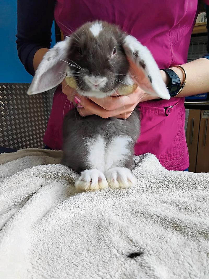 Kildare Animals in Need: Cute rabbit and cat looking for nice homes ...