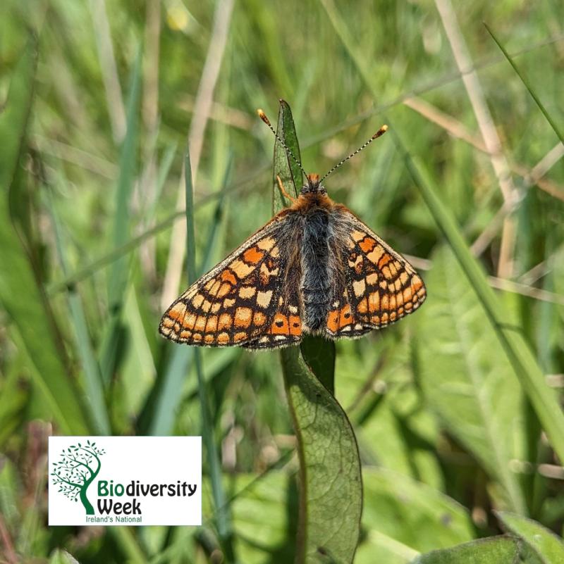 What's on for Kildare's Biodiversity Week? - Kildare Live