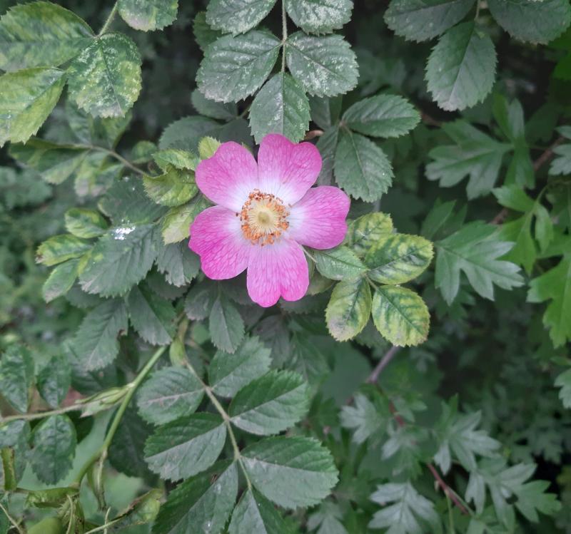 Dog-rose used to treat bites from rabid dogs in the past - Kildare Live