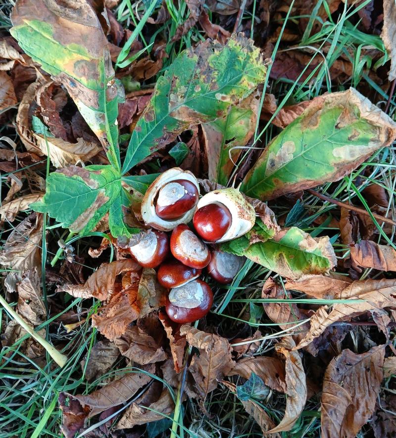 Do you remember how to play conkers - Kildare Live