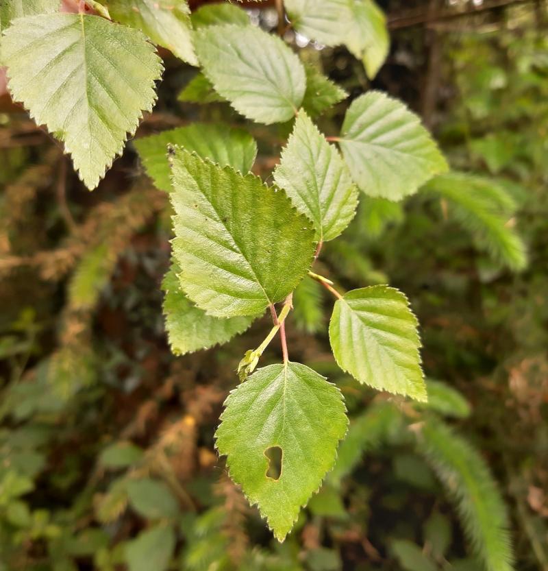 Kildare Wildlife Watch: Nature signals new beginnings - Kildare Live
