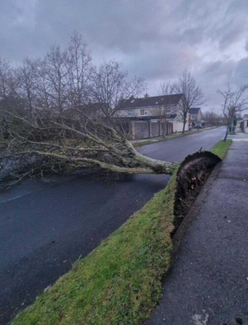 ALERT: Gardaí warn 'DON'T DRIVE' as multiple trees fall across Kildare ...