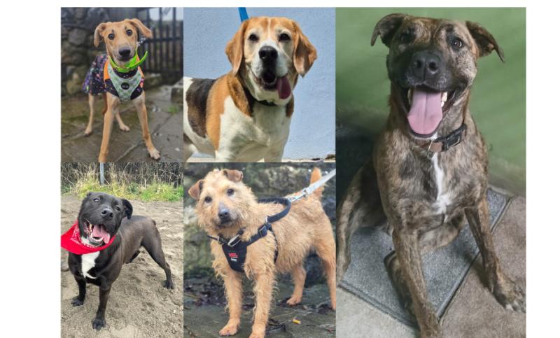 PICTURES: Kildare animal rescue lists 11 loving dogs seeking a forever ...