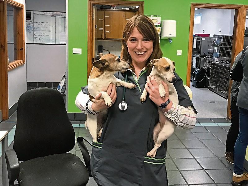 New out-of-hours night vet service opens in Kildare town - Kildare Live