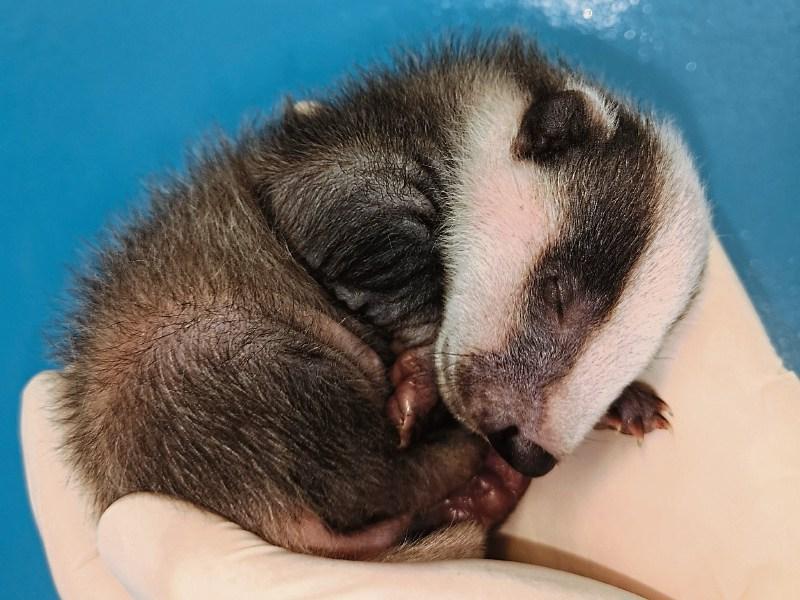 KILDARE ANIMAL RESCUE: Baby badger has long road ahead - Kildare Live
