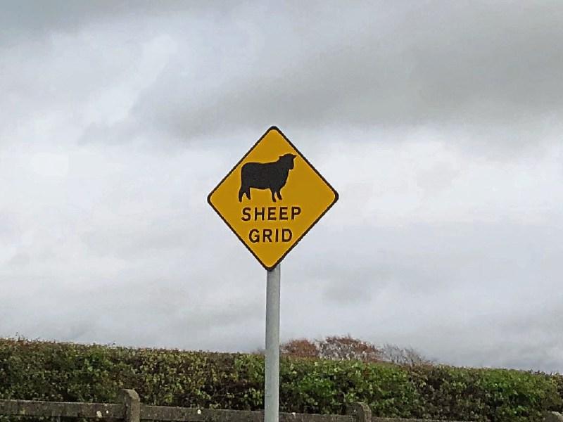 2019 news review: Story of sheep rolling over cattle grids appears on ...