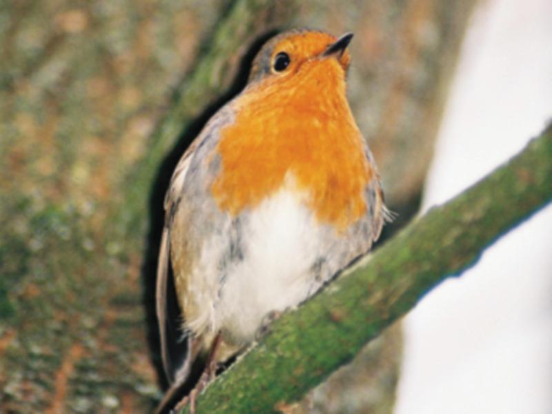 Kildare's Wildlife Watch: How can we help wintering birds and animals ...