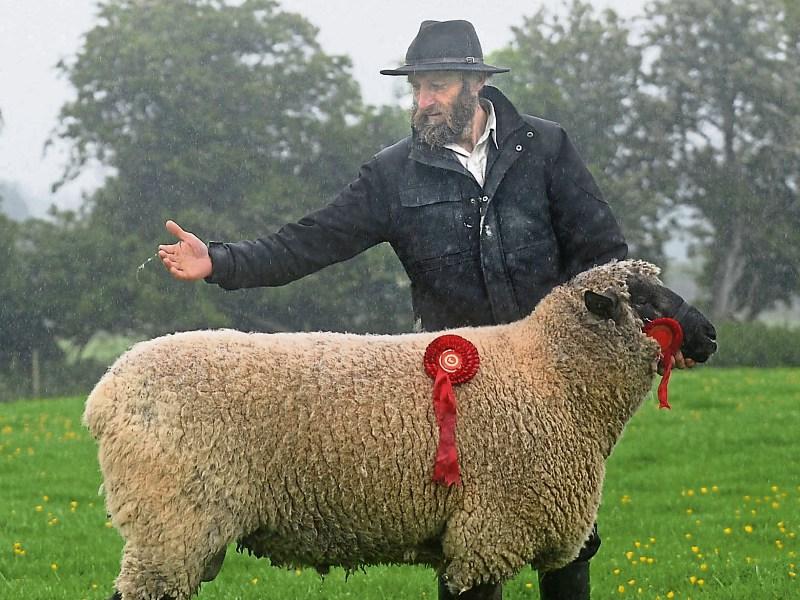 Kildare man Percy Podger brings new sheep breed to Curragh Plains ...