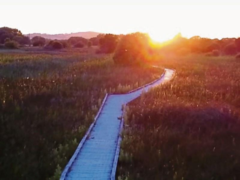 Plans for controversial Pollardstown solar farm appealed to An Bord ...