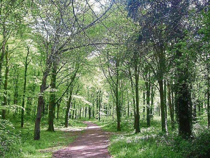 Donadea Running Club seeks new members to pop along to open day ...