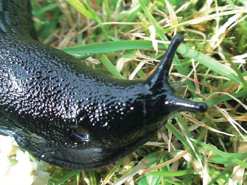 Kildare's Wildlife Watch: Spotting the foul-tasting Great Black Slug ...