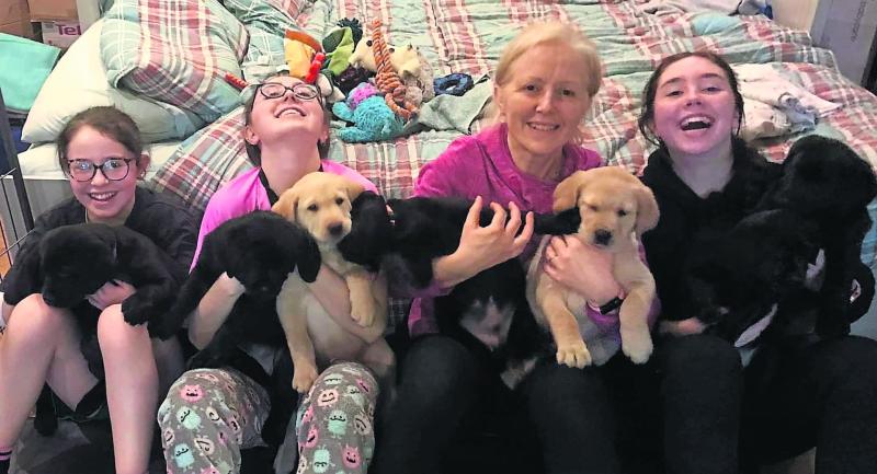 Guide dog puppy raisers needed in County Kildare - Kildare Live
