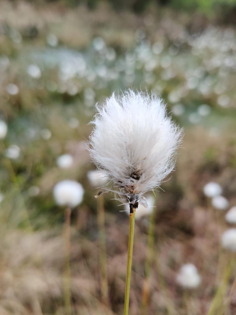 Kildare's Wildlife Watch: Stuff your pillow with native Irish bog ...