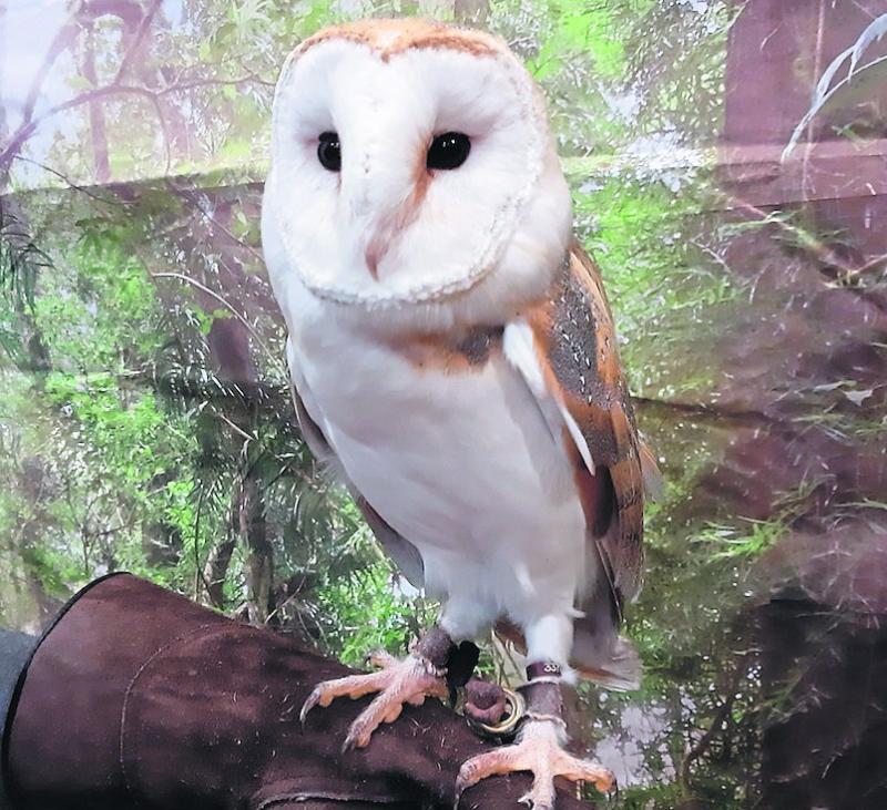 KILDARE WILDLIFE WATCH: Play your part and help monitor barn owls ...