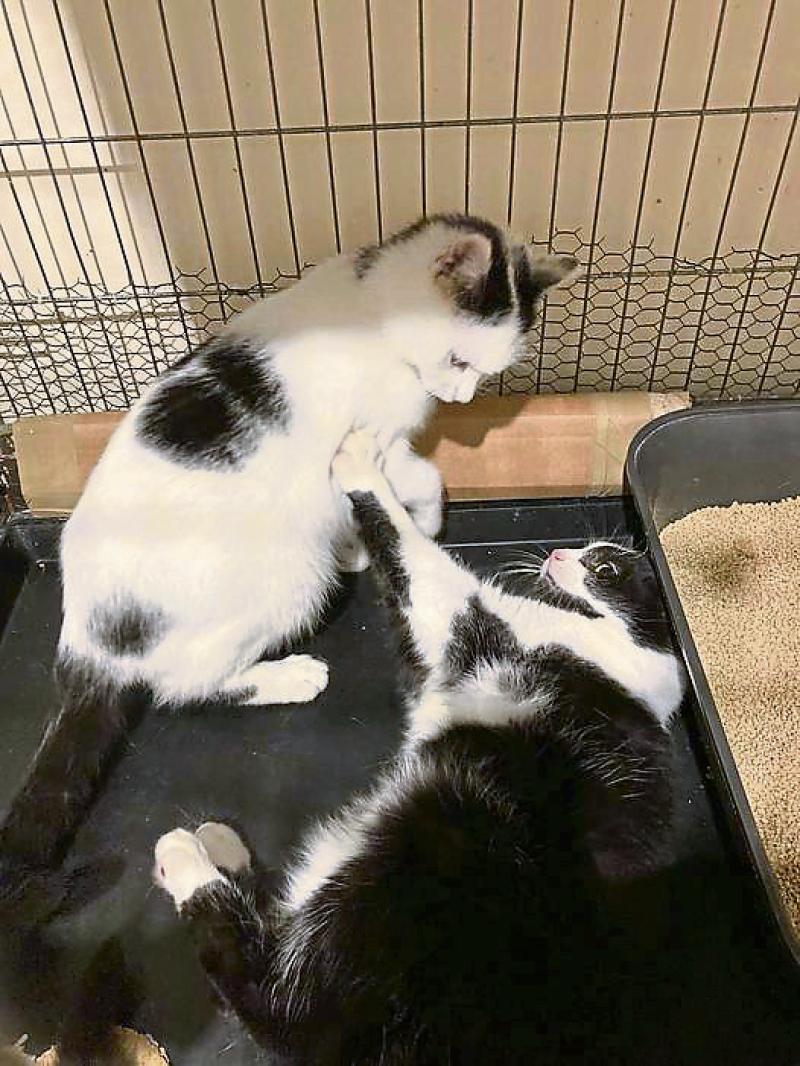 KILDARE ANIMALS IN NEED: Help needed to deal with feral cats - Kildare Live