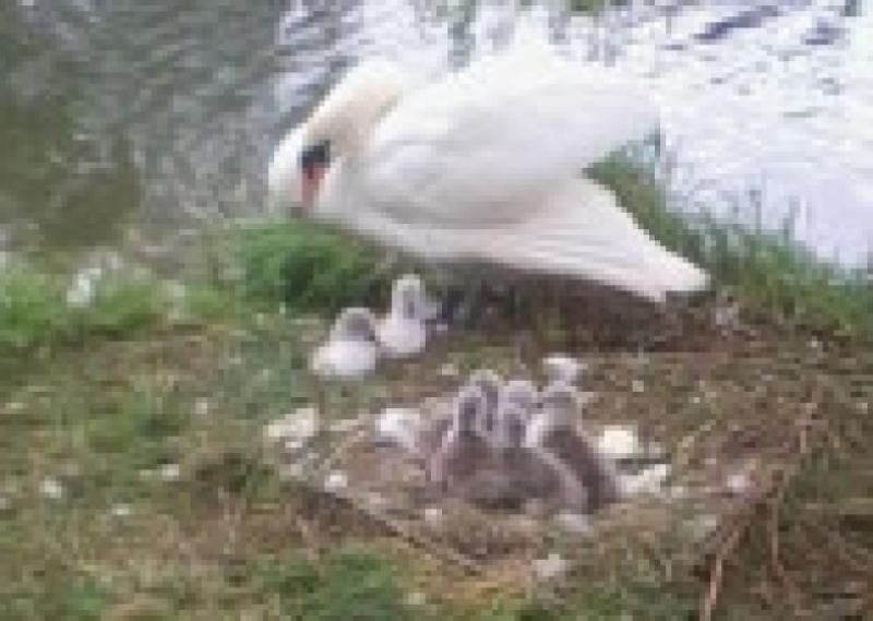 Baby swan survives attack trauma and returns to Naas “family” - Kildare ...