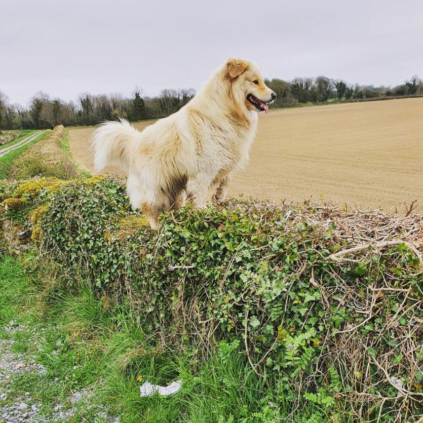 PICTURES: Your brilliant snaps of Kildare under lockdown for our 2km ...