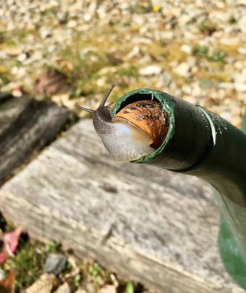 PICTURES: Another batch of your great Kildare shots in our Lockdown ...