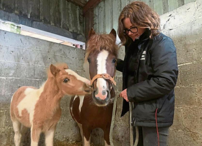 Missing rescue pony found by Kildare equine refuge centre a year later ...