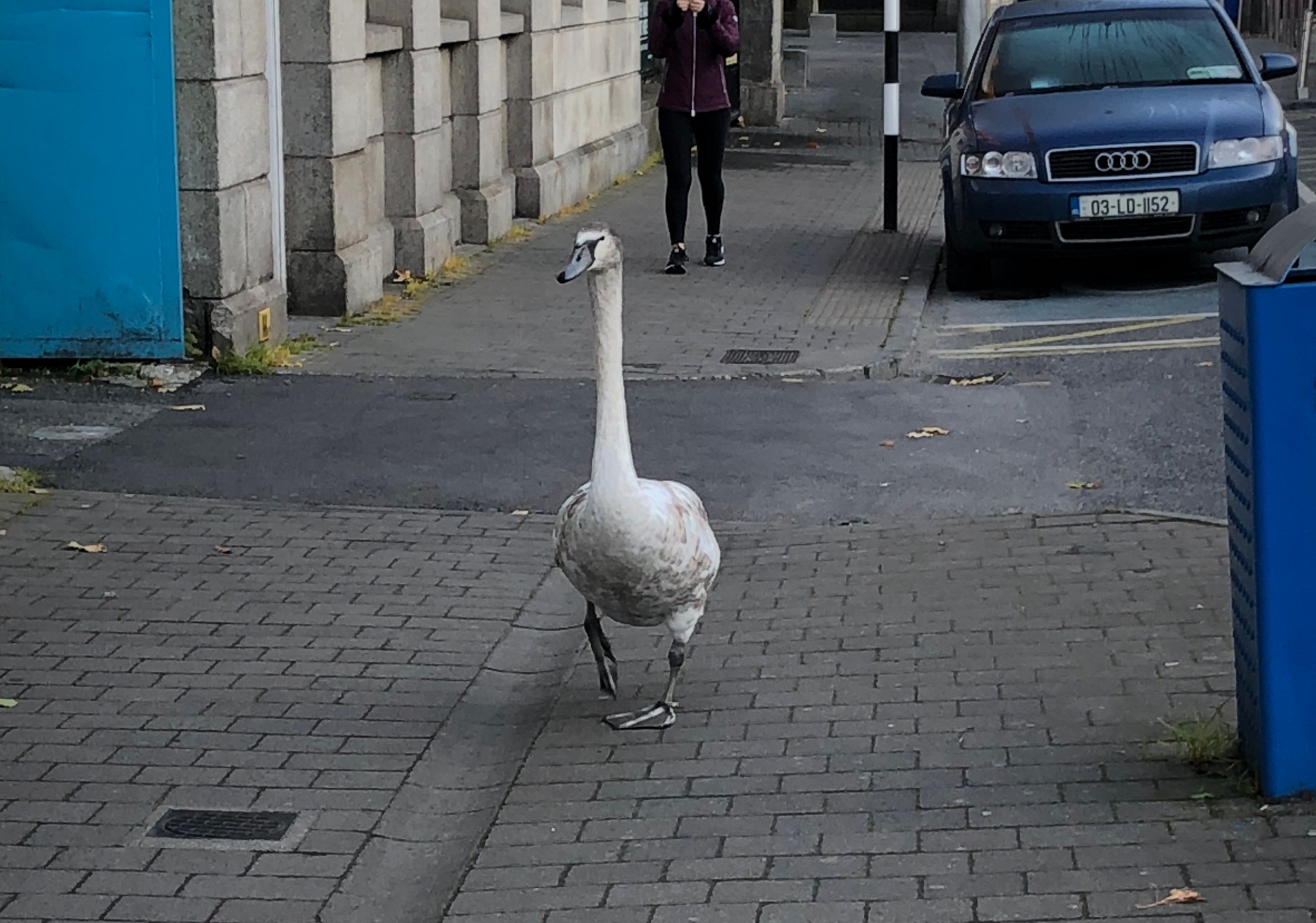 WATCH: Kildare swan takes a walk in Naas town - Kildare Live