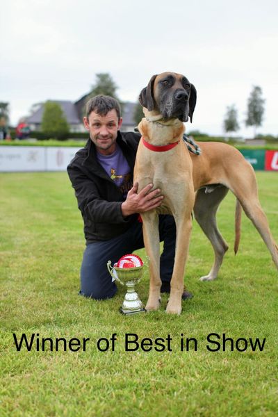 Bunty is top dog in KWWSPCA Dog Show fancy dress category - Kildare Now